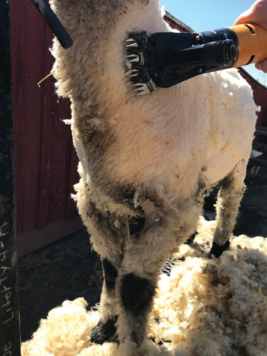 Sheep Shearing for Beginners - Grit